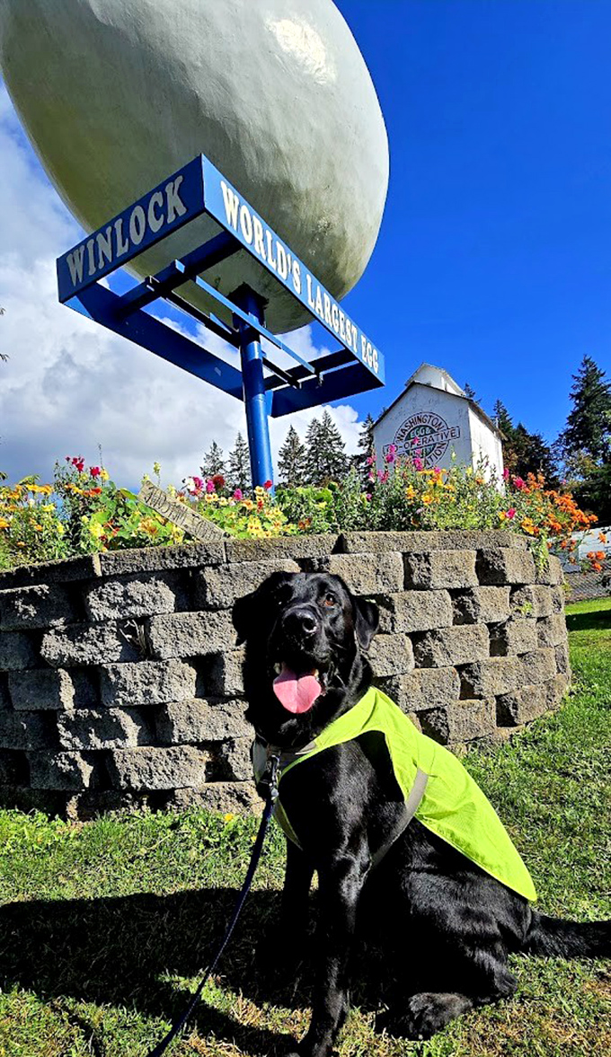 Even four-legged visitors can't resist the allure of the World's Largest Egg. This happy pup seems to understand the gravity of this egg-ceptional photo opportunity.