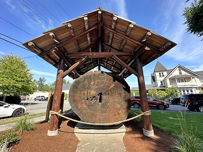 This massive Douglas Fir cross-section serves as both monument and time machine, its rings chronicling centuries of Pacific Northwest history.