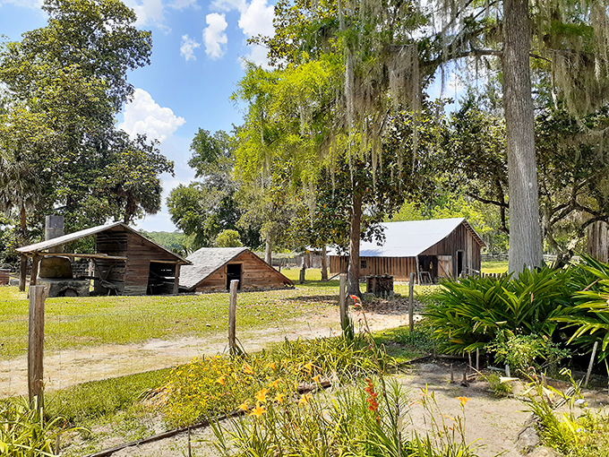 Dudley Farm Historic State Park preserves Florida's agricultural heritage with weathered wooden structures that whisper stories of a hardier time.