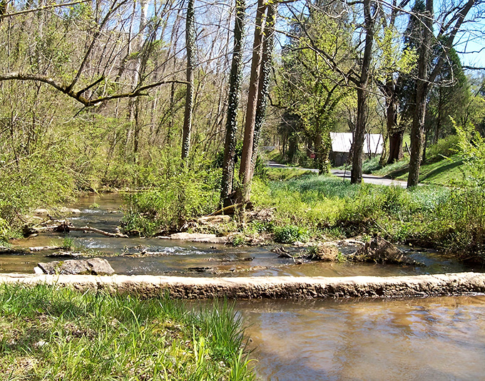 Nature's own masterpiece &ndash; this gentle creek flowing through dappled sunlight creates the perfect soundtrack for contemplating absolutely nothing important.
