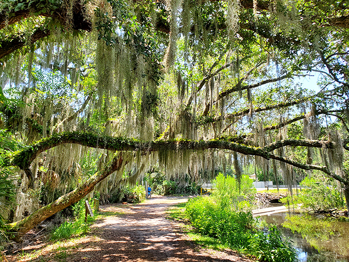 Spanish moss drapes these ancient oaks like nature's chandeliers, creating a cathedral-like path that whispers, "Slow down, you're on island time now." 