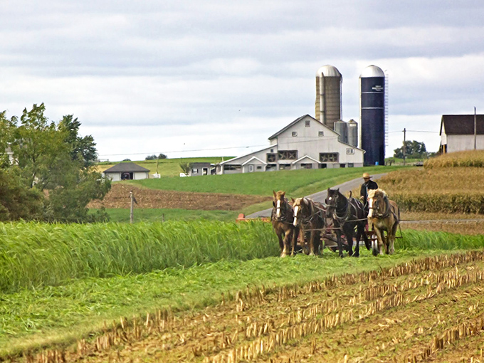 No John Deere needed here &ndash; these magnificent draft horses demonstrate power and precision that modern machinery can't quite replicate.