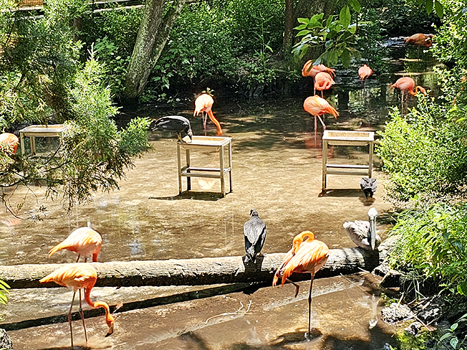 The flamingo social club in session &ndash; discussing whatever flamingos discuss when they gather in those impossibly pink committee meetings.