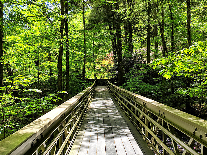 These wooden bridges crossing Dingmans Creek turn a simple walk into an adventure worthy of your camera roll.