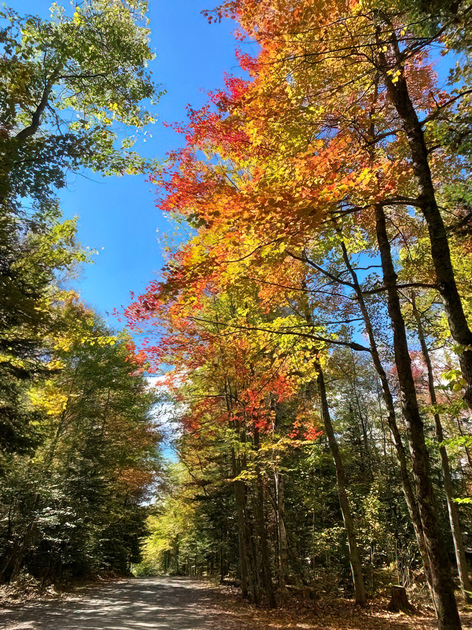 Mother Nature's autumn fashion show puts Milan to shame. These trees didn't just turn&mdash;they dressed for the occasion.
