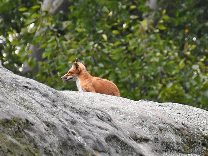 Fox on the rocks&mdash;not a cocktail, but a wild reminder that we're visitors in their neighborhood. This crafty resident surveys its domain with regal confidence.