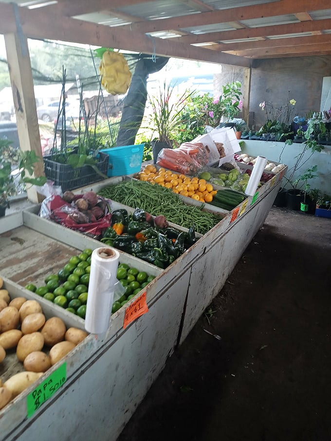 Farm-to-market freshness that puts supermarkets to shame. These vibrant vegetables practically jump into your shopping bag, begging to star in tonight's dinner.