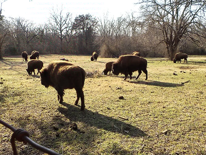 Bison roam freely as they have for centuries, blissfully unaware they're starring in your vacation photos and social media posts.