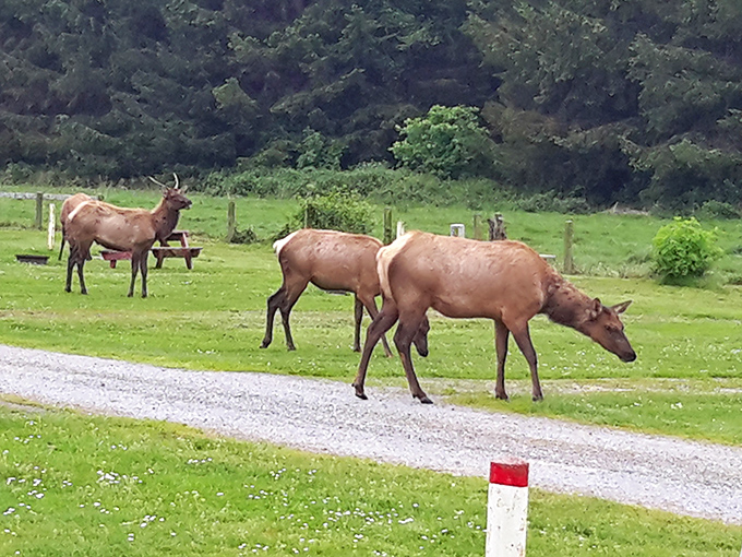 "Excuse me, coming through!" Roosevelt elk casually reminding humans who the original residents were. No traffic rules in their neighborhood.