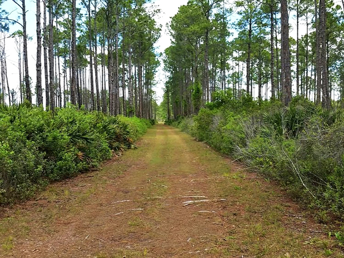 This sandy trail stretches into Florida's wild heart, where the only traffic jam involves armadillos and gopher tortoises.