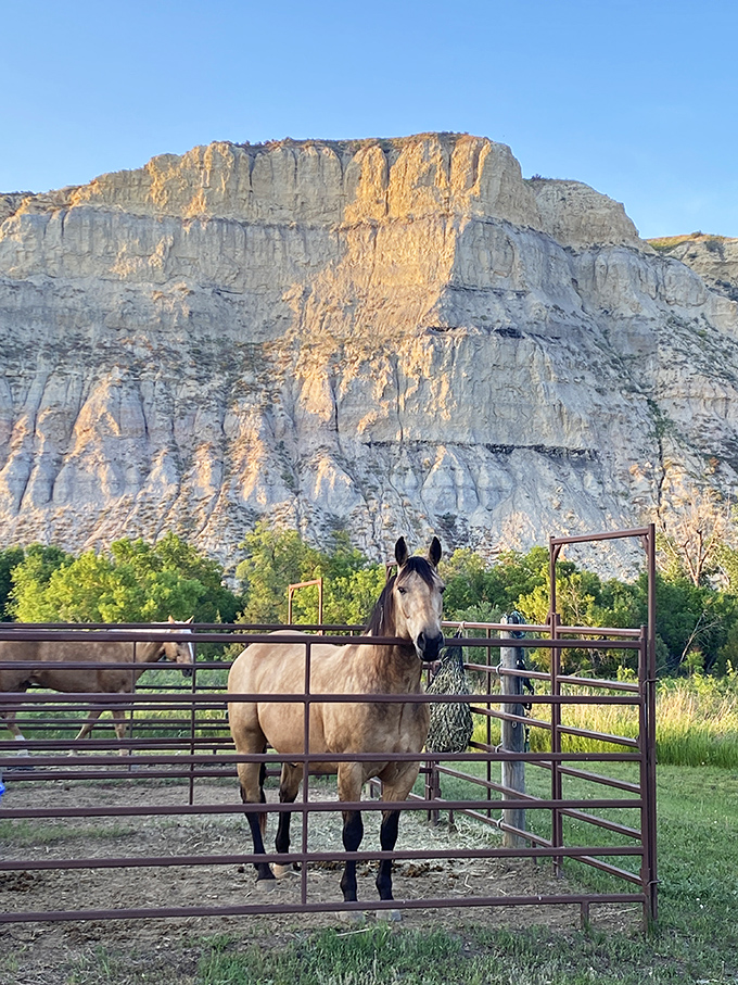 "Howdy, neighbor!" This buckskin beauty poses against a backdrop of layered cliffs that tell Earth's story one sedimentary stripe at a time.
