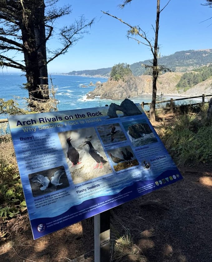 "Arch Rivals on the Rock" &ndash; where seabirds demonstrate that even wildlife appreciates prime real estate with an ocean view.