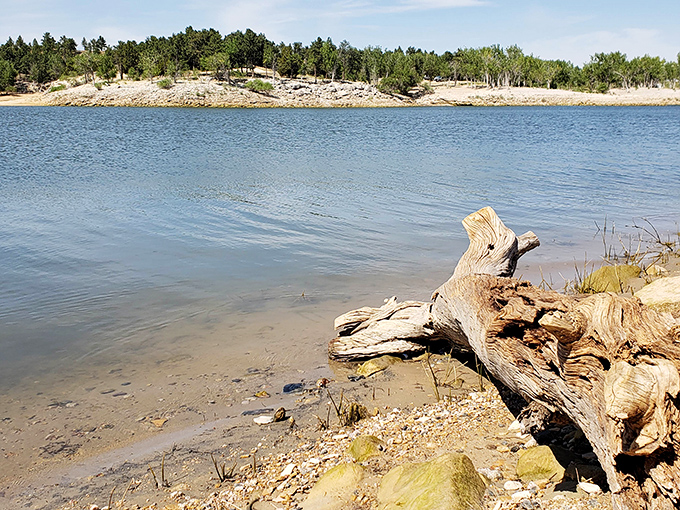 Driftwood and gentle waves create nature's most perfect still life. Gallery-worthy views without the admission fee.