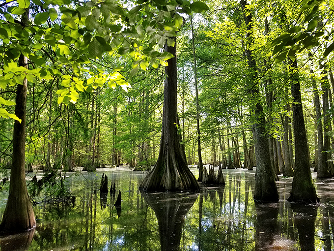 The cypress-filled wetlands near Grenada create magical landscapes where trees seem to dance on water, reflecting perfectly in nature's mirror.