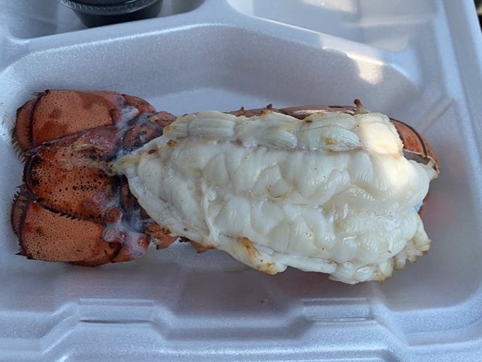 Lobster tail so perfect it deserves its own Instagram account. The kind of seafood that makes you question all your previous life choices.