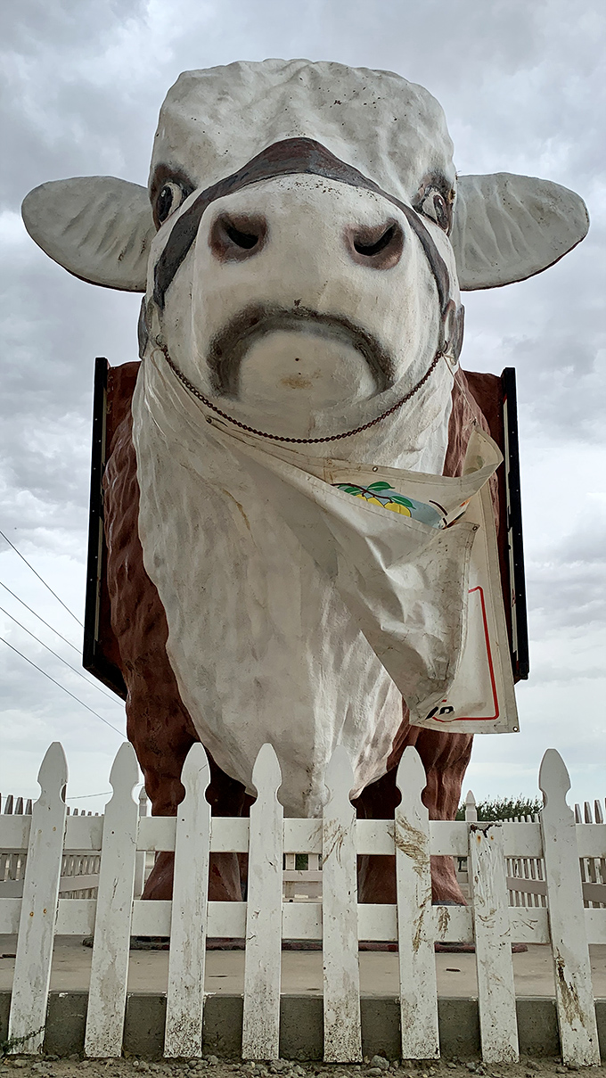 Wearing a bandana like a fashion-forward steer, Otis greets visitors with the slightly weathered dignity of a roadside celebrity.