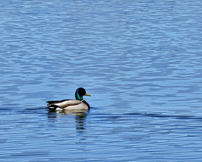 This mallard cruises Lake Elmo with the confidence of someone who knows they're the best-dressed swimmer in the water.