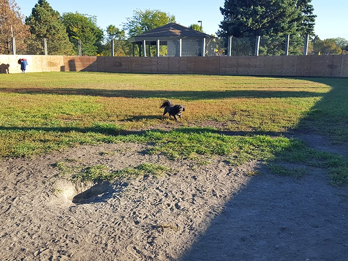 Manor Park's dog-friendly spaces remind us that sometimes happiness is simply watching a pup run free.