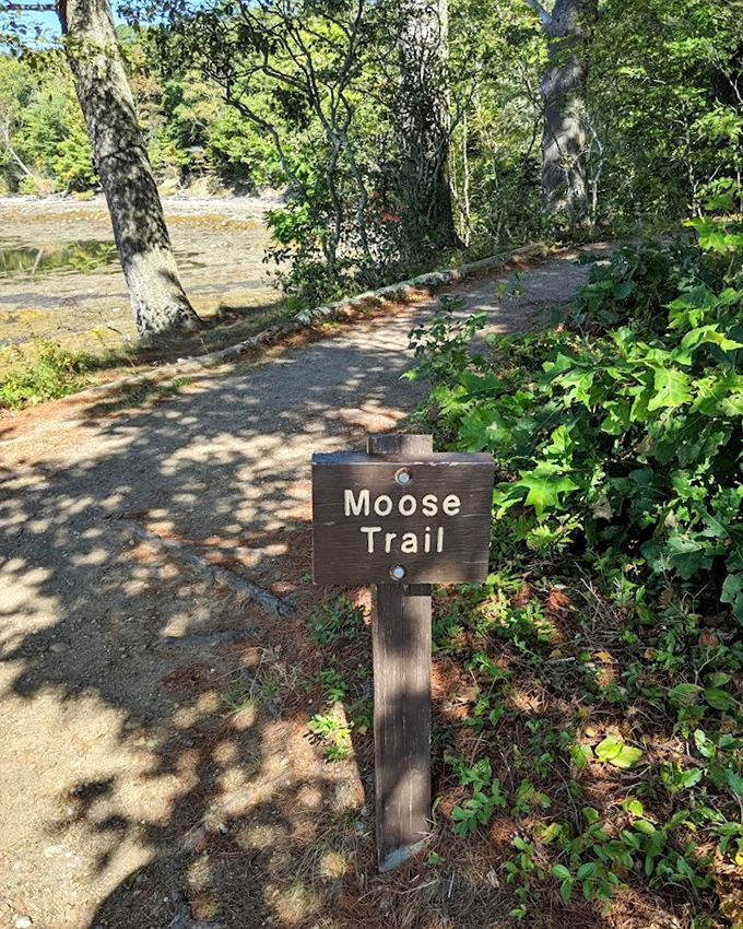 The Moose Trail beckons with dappled sunlight and the promise of adventure, moose sightings sold separately and extremely rarely.