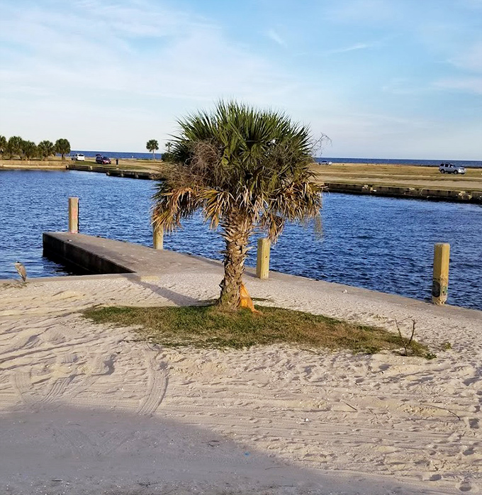This lone palm stands guard like nature's own lighthouse, proving that everyone wants in on the beacon business.