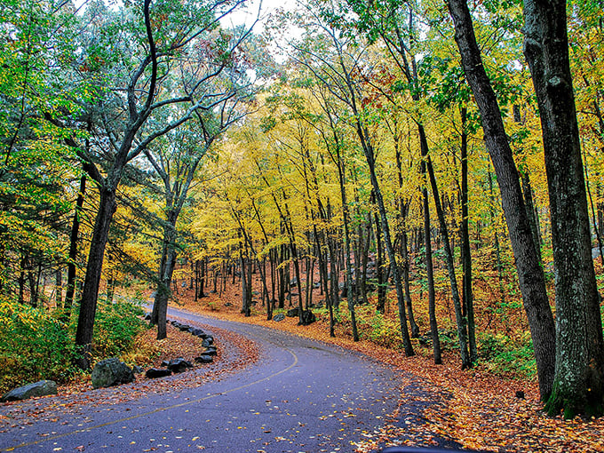 Fall's greatest fashion show happens right here on this winding path. Nature's runway of amber and gold puts Fashion Week to shame.