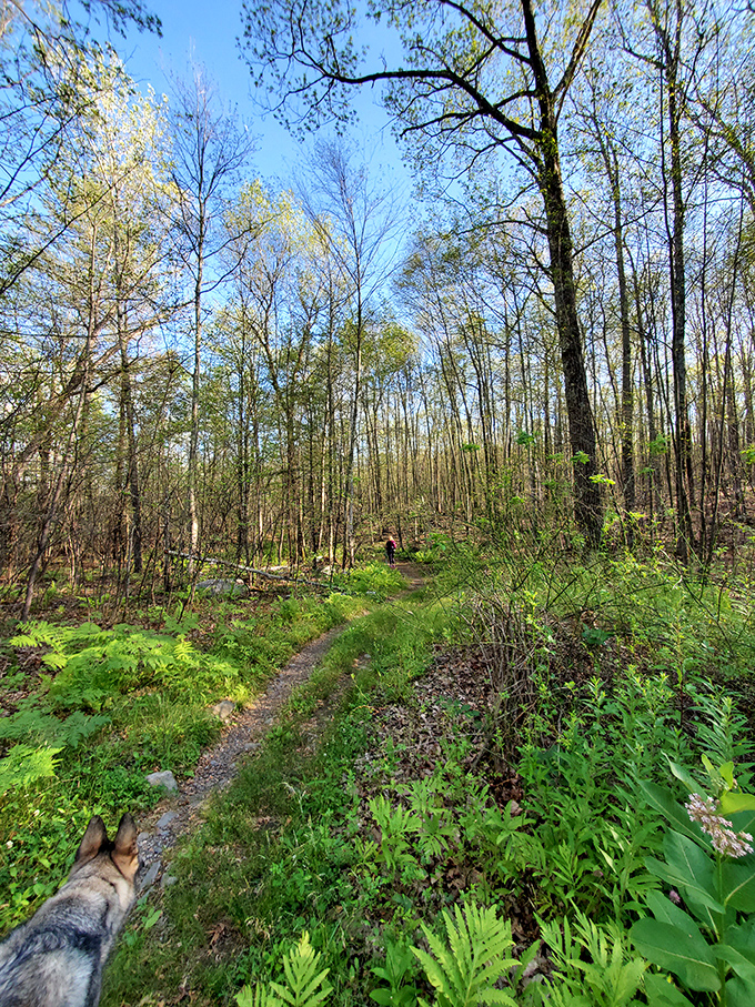 Pine Hill Park's trails offer nature therapy just minutes from downtown, where dogs lead humans on adventures through Vermont's rejuvenating forests.