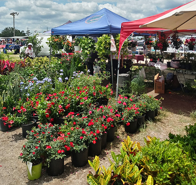 Fresh plants and flowers that'll survive longer than your New Year's resolutions, plus they're already acclimated to Florida's humidity.