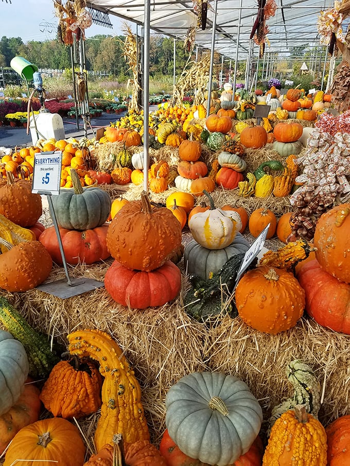 Autumn's bounty on full display! These pumpkins and gourds transform the market into a seasonal wonderland that Charlie Brown would approve of.