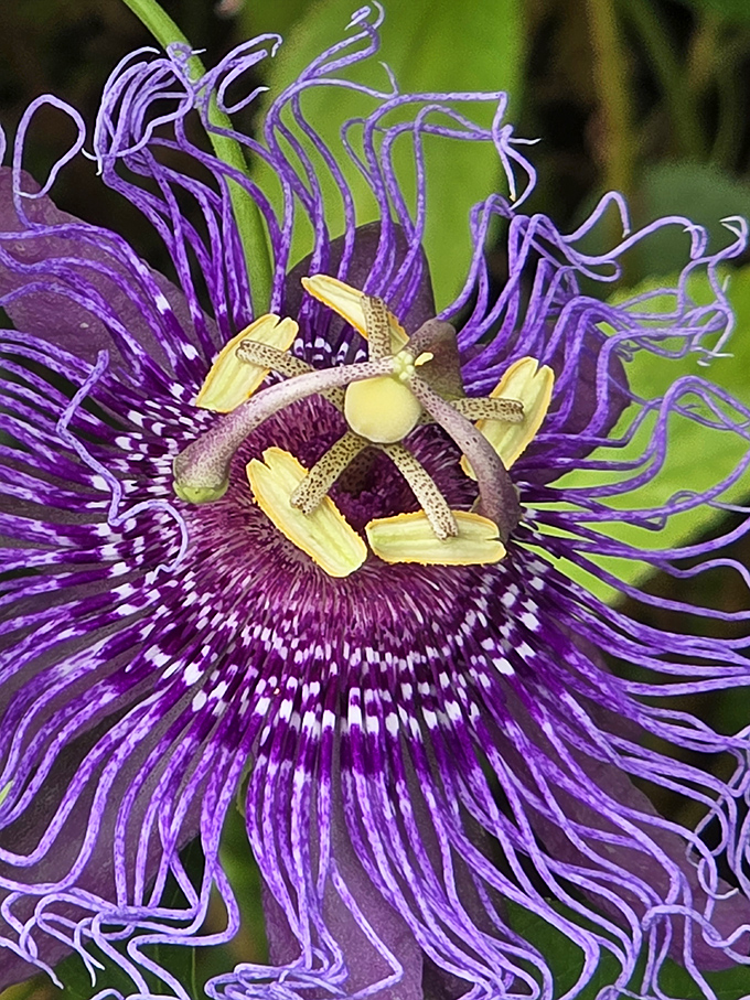 Nature's fireworks display! This passion flower looks like it's having a better hair day than I've had all year.
