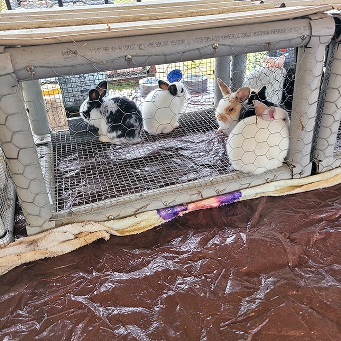 Fuzzy entrepreneurs waiting for new homes. These bunnies are conducting serious business from behind their chicken wire corner office.