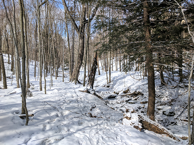 Winter transforms the forest into a hushed wonderland. Snow blankets the trail, creating a pristine canvas for your footprints.