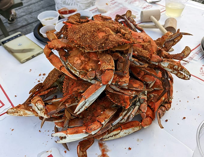 The ultimate Maryland social event: a pile of steamed crabs covered in Old Bay. Your shirt will get messy, your hands will smell for days, and you'll regret nothing.