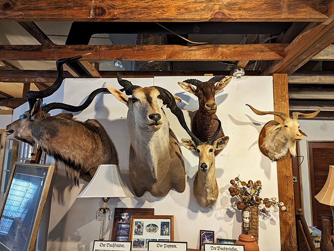 Trophy heads that have seen it all &ndash; these mounted beauties silently judge your antiquing choices from their lofty perch.