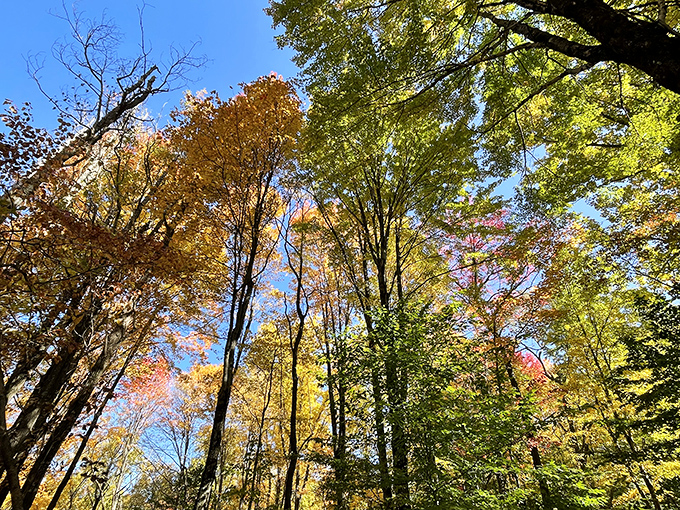 Autumn's paintbrush transforms Morgan-Monroe into a kaleidoscope of color, proving Mother Nature was the original Instagram influencer.