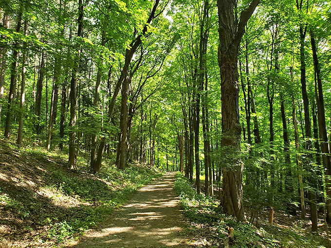 Nature's cathedral corridor. Sunlight filters through the canopy, creating a dappled pathway that beckons hikers like a scene from a Tolkien novel.