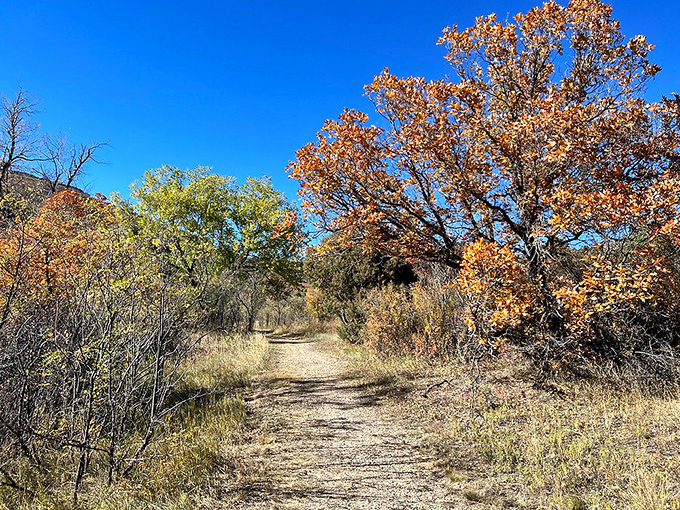 Autumn paints this trail in golden hues, creating nature's version of a yellow brick road. No wizard required&mdash;the magic is already here.
