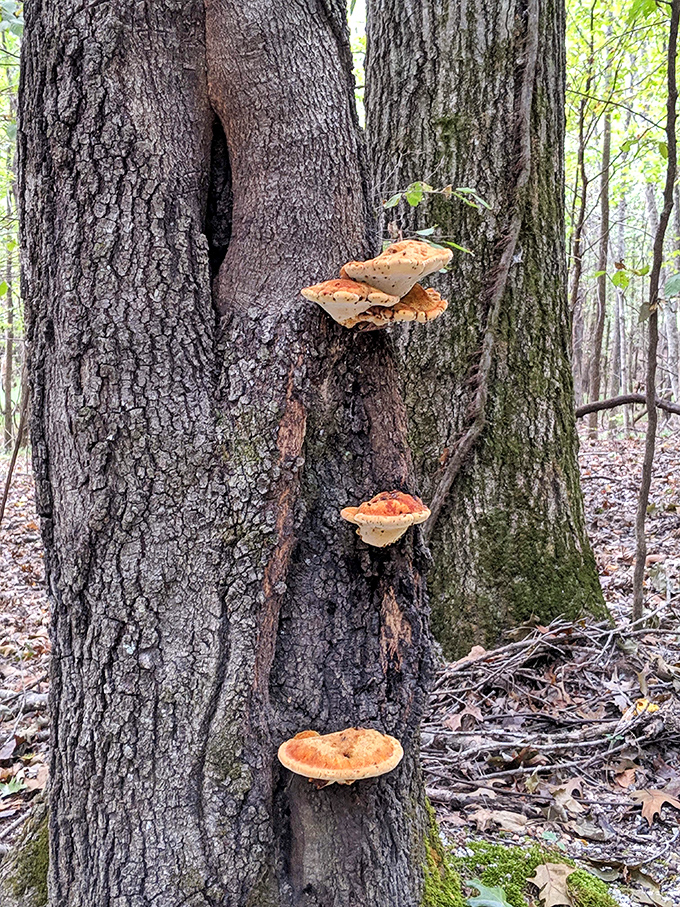Nature's own apartment complex &ndash; these mushrooms have found prime real estate on this tree trunk, no security deposit required.