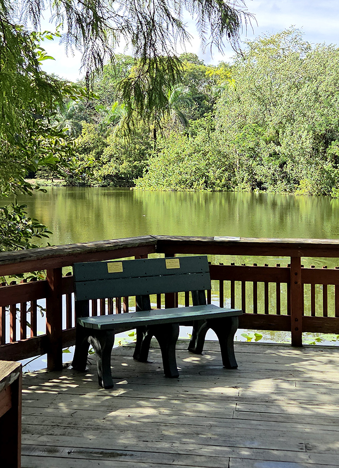 Nature's front-row seat. This peaceful observation deck offers the perfect vantage point for watching turtles, birds, and the occasional fish jumping for joy.