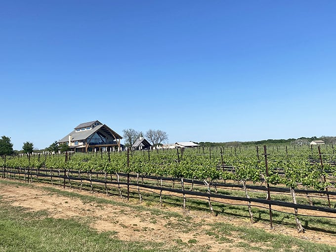 Neat rows of grapevines stretch toward the horizon, proving that sometimes the best things in Texas aren't always bigger – just better.