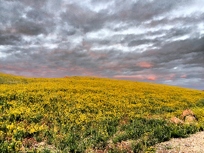 Spring's golden explosion of wildflowers beneath dramatic clouds &ndash; Mother Nature showing off her flair for the theatrical.