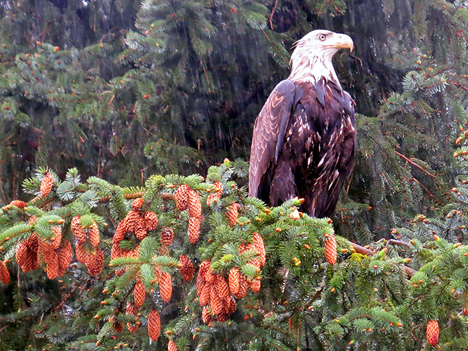 This bald eagle isn't just posing for National Geographic &ndash; he's the unofficial mayor of Haines, surveying his pristine domain.