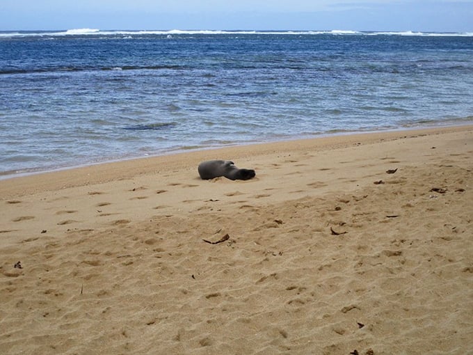 VIP beach guest: Hawaiian monk seals don't care about your vacation schedule. When royalty naps, humans wait.