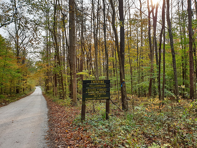 Yellowwood State Forest welcomes you with a road that whispers, "Turn off your notifications." Fall foliage here makes New England leaf-peepers wonder if they've been missing out.