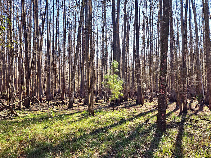 Winter's touch creates a haunting beauty in this cypress stand &ndash; like nature's own modern art installation with vertical lines and golden light.