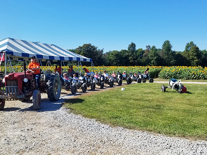 Another angle of the cow train shows families creating memories that'll outlast any smartphone photo.