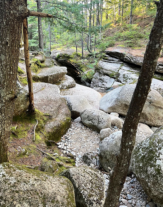 Earth's jigsaw puzzle. These massive boulders look like they were arranged by a giant playing with landscape design, creating natural pathways through the forest.
