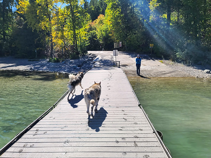 Dogs leading the way across the boardwalk, clearly understanding vacation better than most humans. Follow their lead to pure joy.