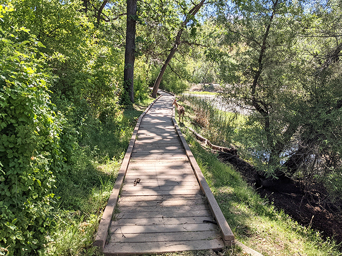 Nature's boardwalk experience – minus the overpriced t-shirt shops and with 100% more chance of spotting wildlife.