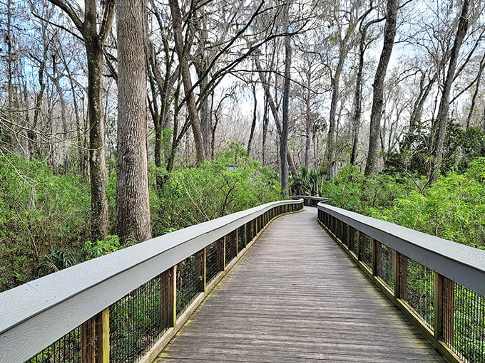 The elevated boardwalk trail winds through a cypress forest, offering safe passage through wetlands where prehistoric-looking creatures lurk below.