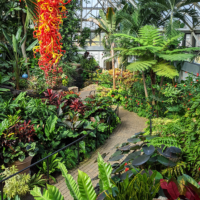 Jungle pathway that whispers "Indiana Jones meets botanical science." Lush greenery creates a corridor of wonder with Chihuly's fiery glass sentinel standing guard.